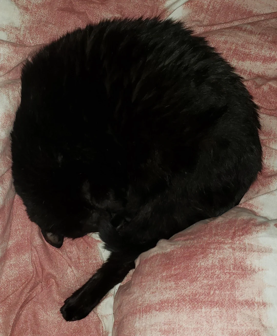 Coma cat comma | Scrolller