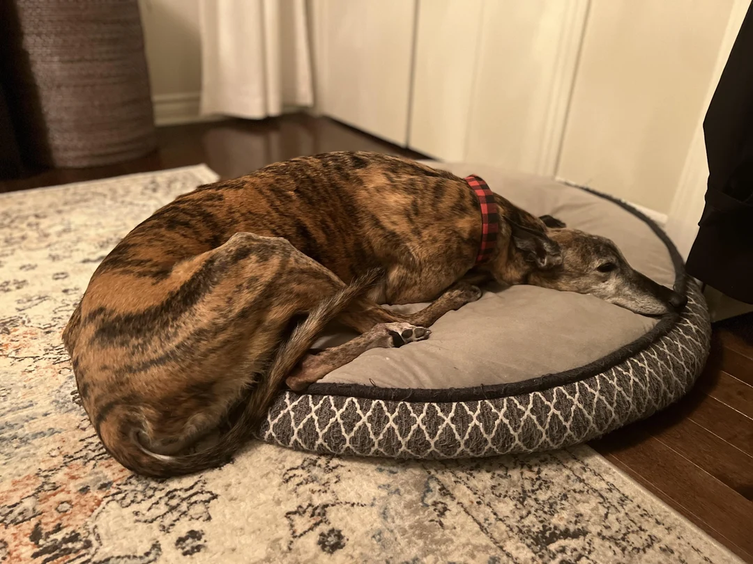 Bed fail 😂 | Scrolller