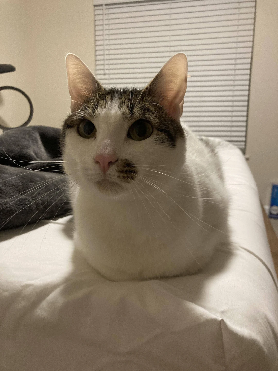 Reuben finally learned to do a purrfect loaf | Scrolller