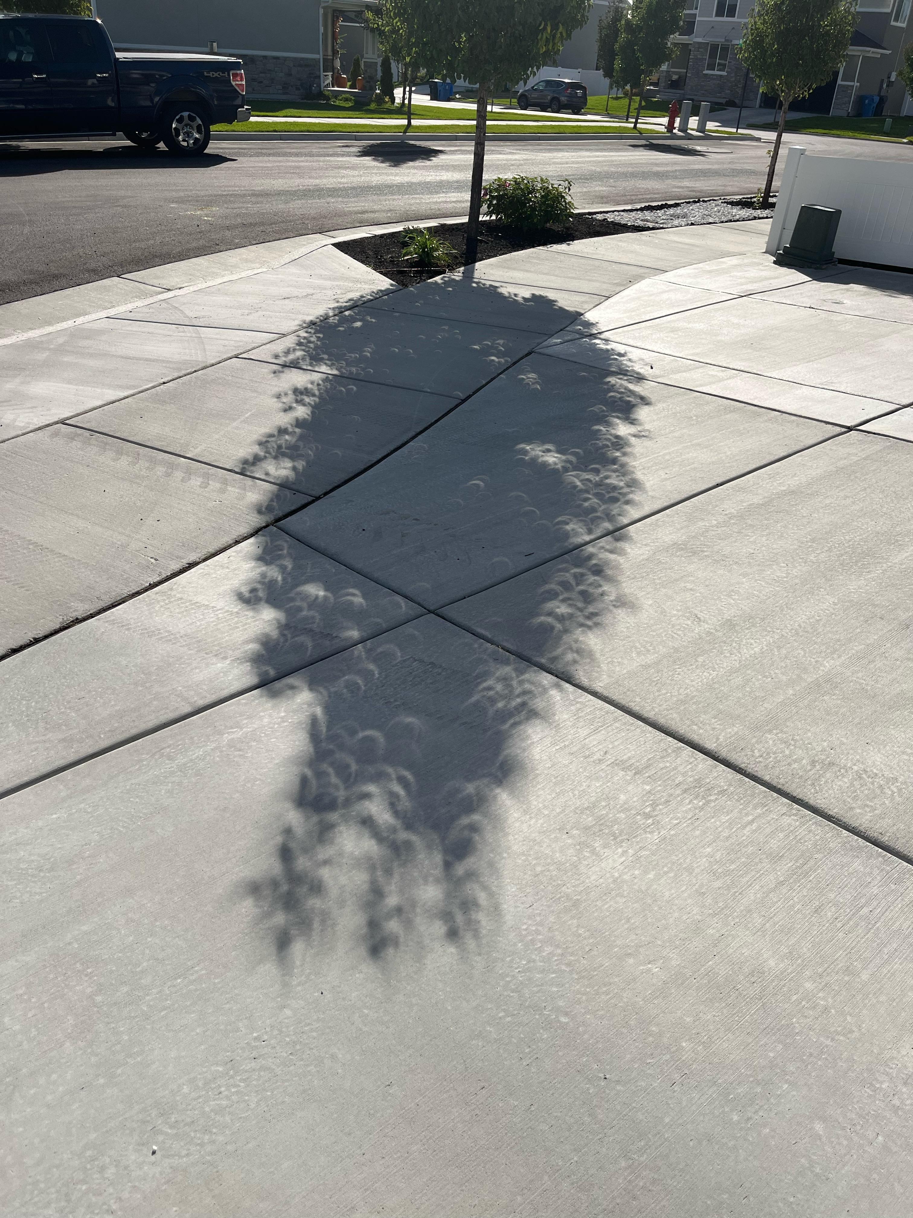The shadows of trees in my front yard right now because of a solar eclipse, Herriman, Utah ...