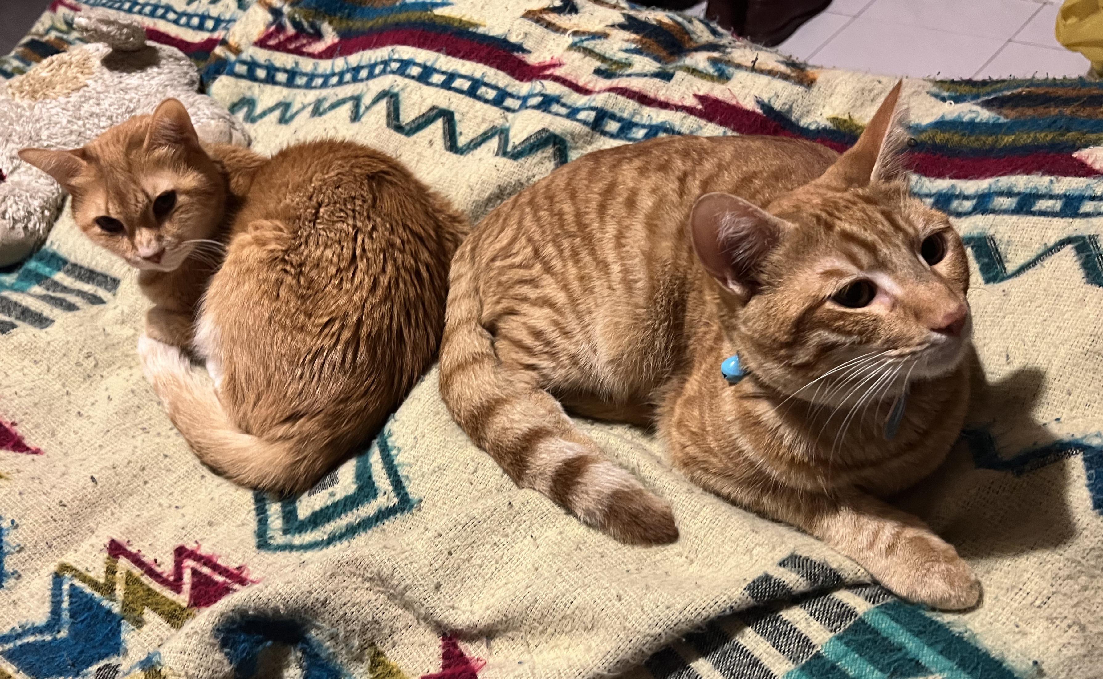 Stubborn senior cat extending boundaries with chaotic 8 month old kitty | Scrolller