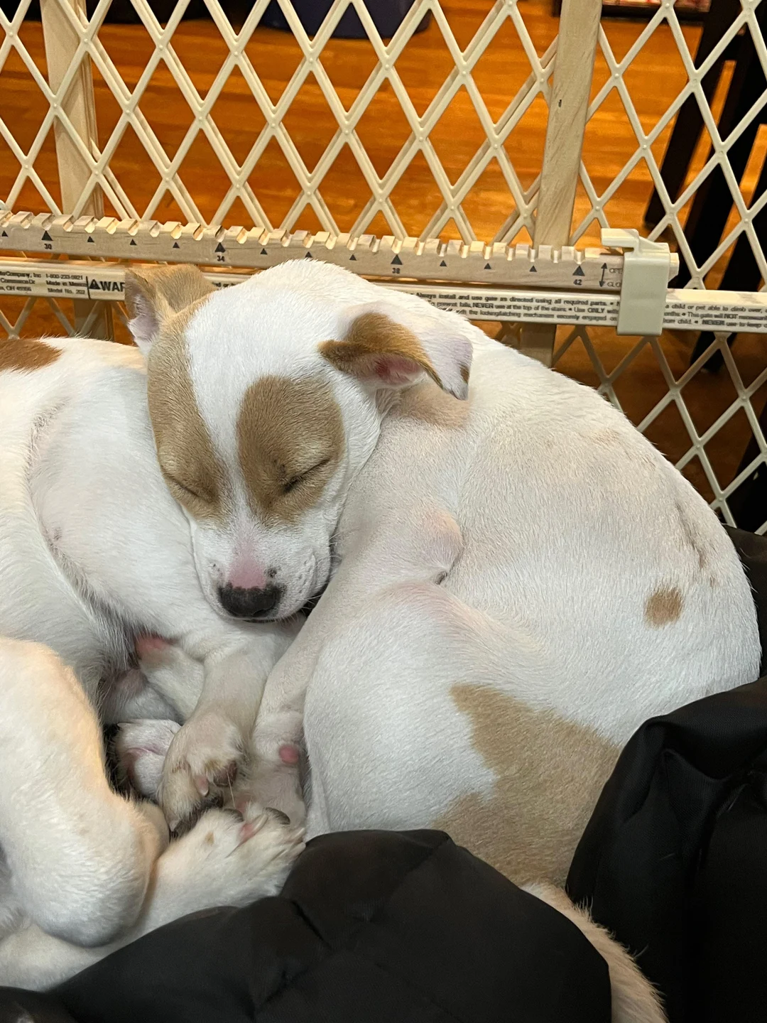 Sabrina cannot hang. | Scrolller