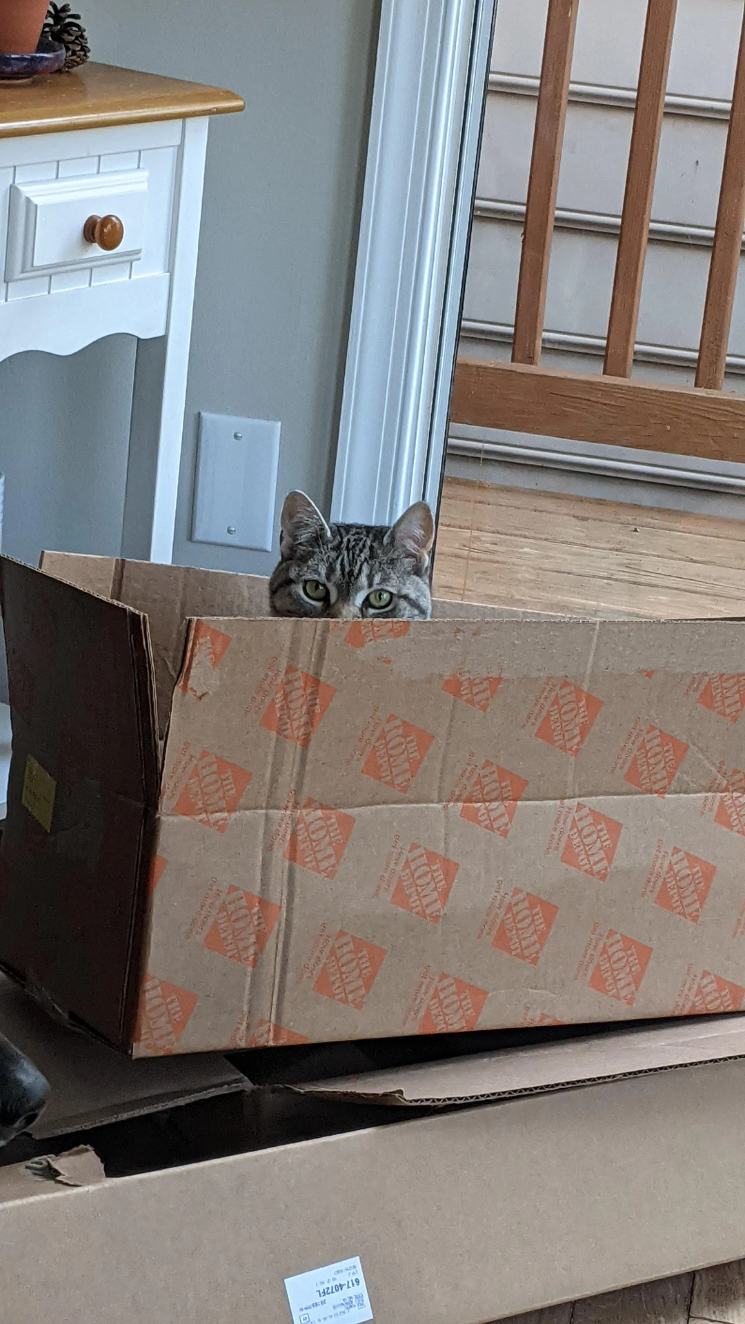 Heard some shuffling noises behind me, turned around to a successfully trapped cat | Scrolller