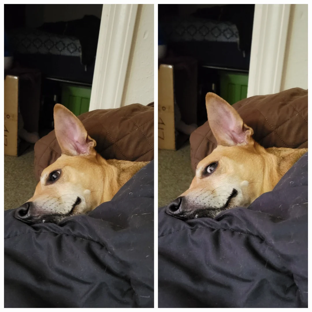 He heard me talking about walkies | Scrolller