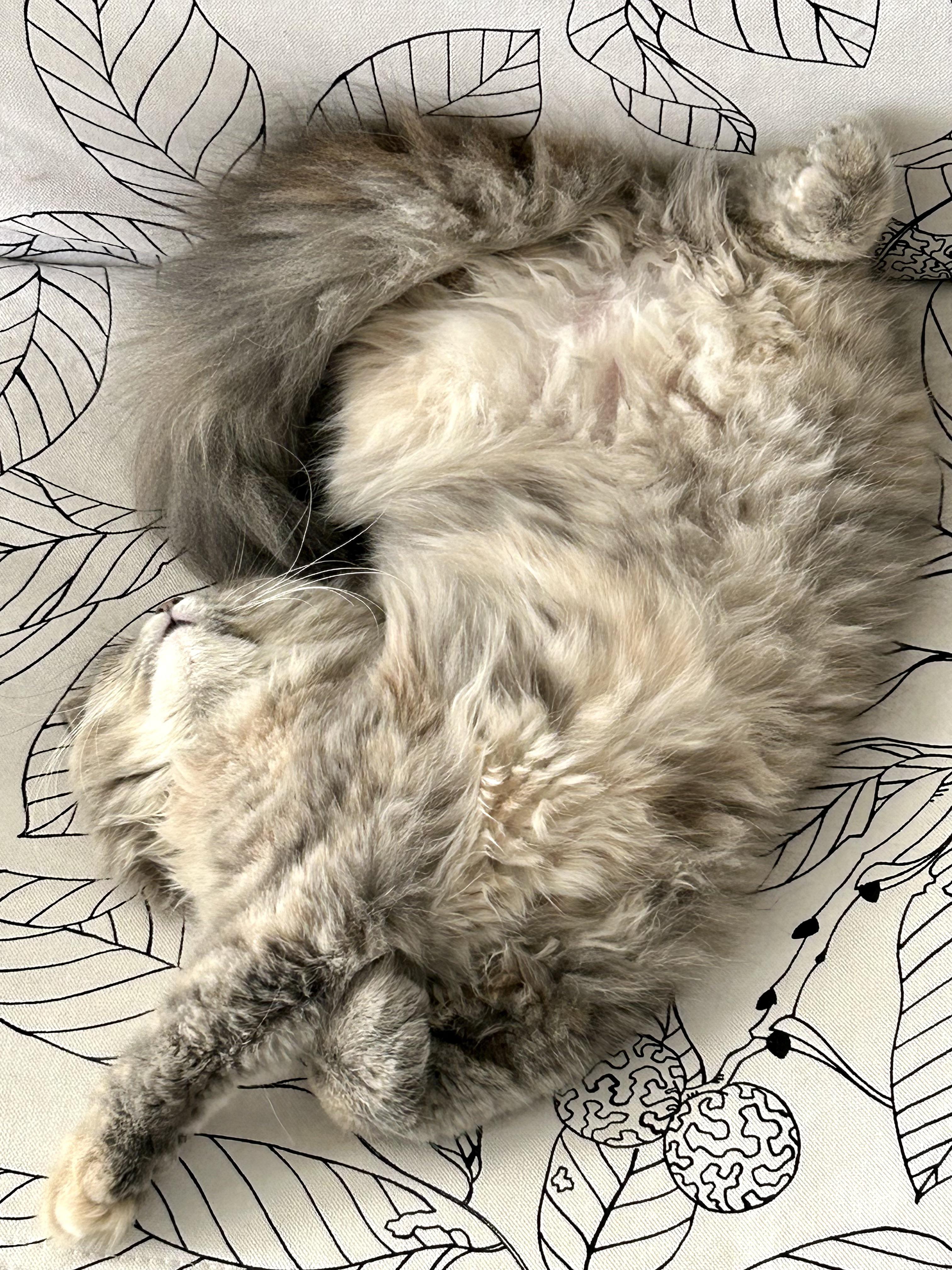 Touch belly if you have extra fingers | Scrolller