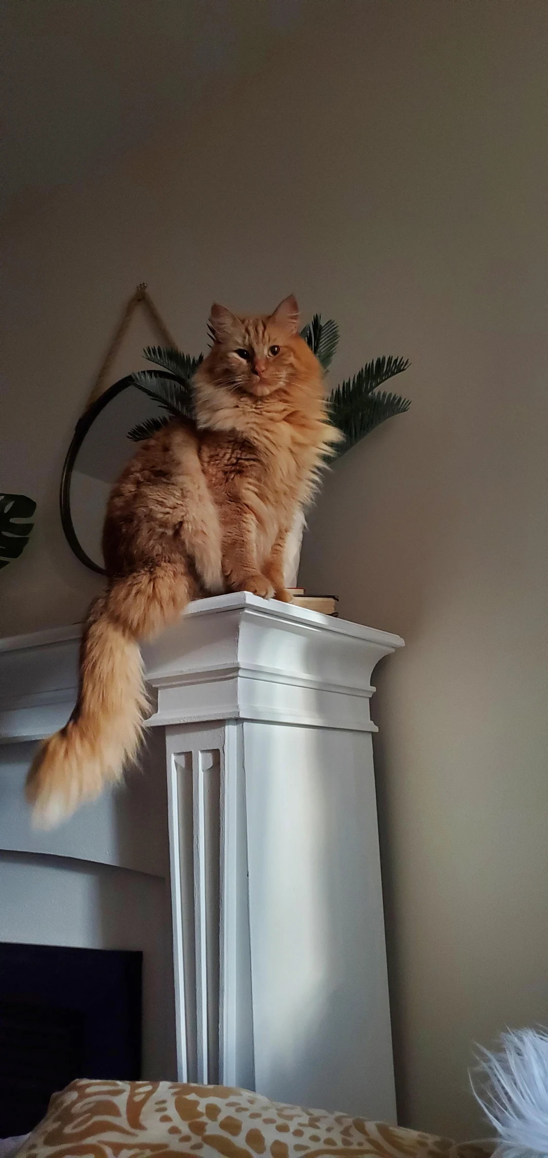 Taco is looking pretty stoic | Scrolller