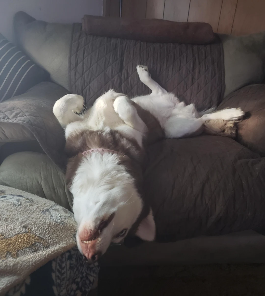 My crazy squirrely Siberian Husky girl Akira | Scrolller