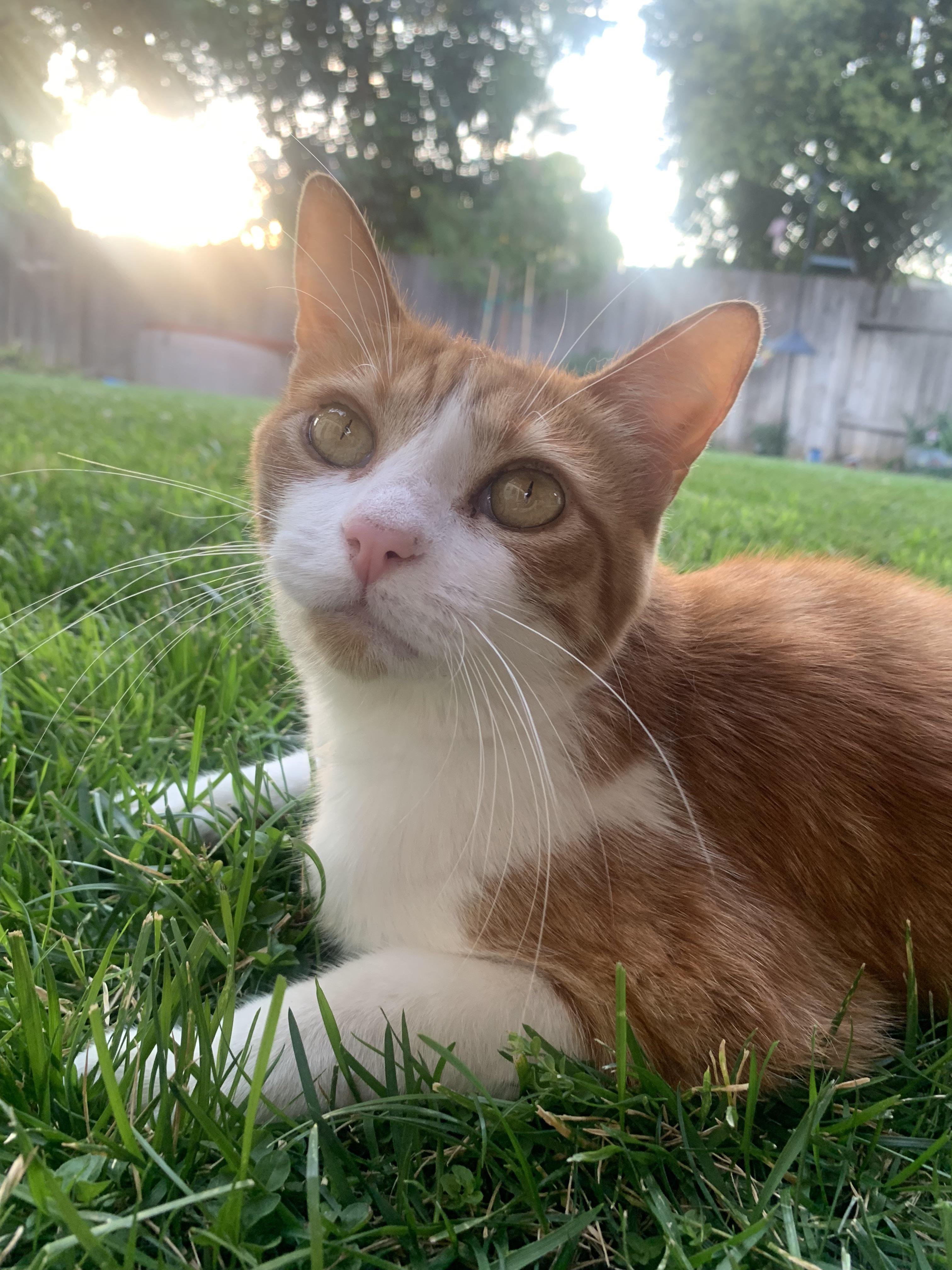 Our backyard buddy Cheetoh | Scrolller