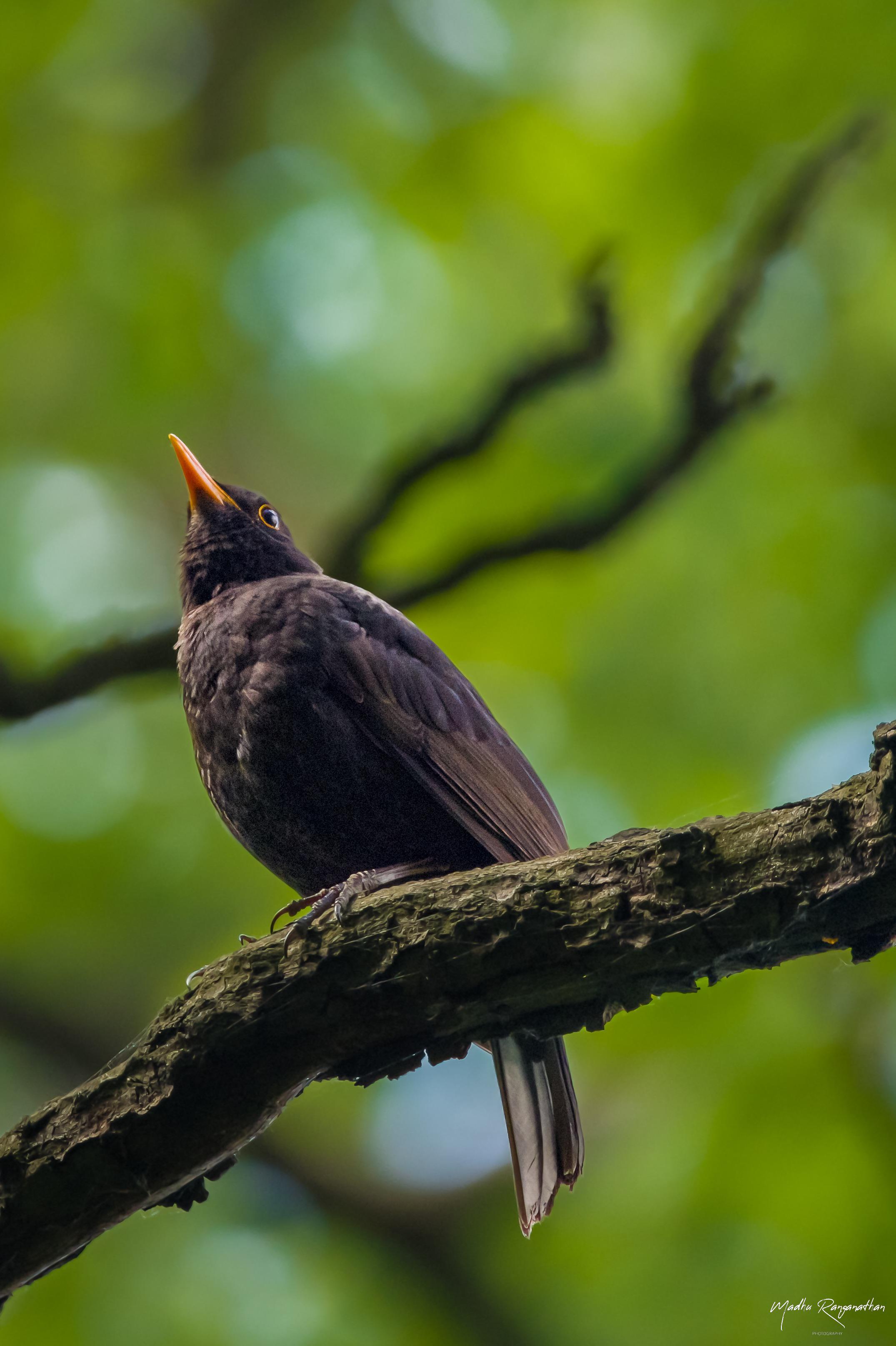 Eurasian Blackbird || Warsaw , Poland | Scrolller