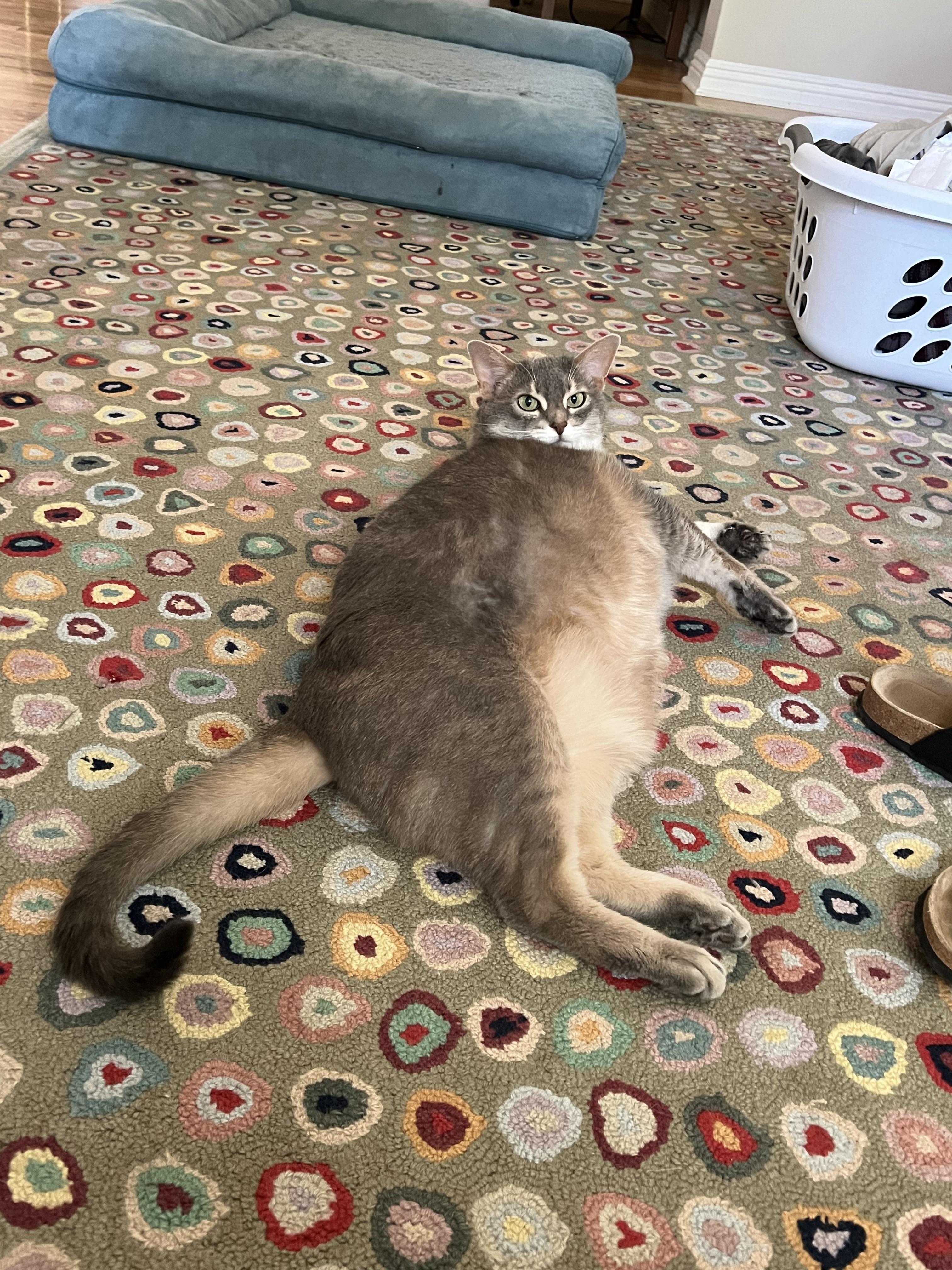 Plump lump, Dorian. | Scrolller