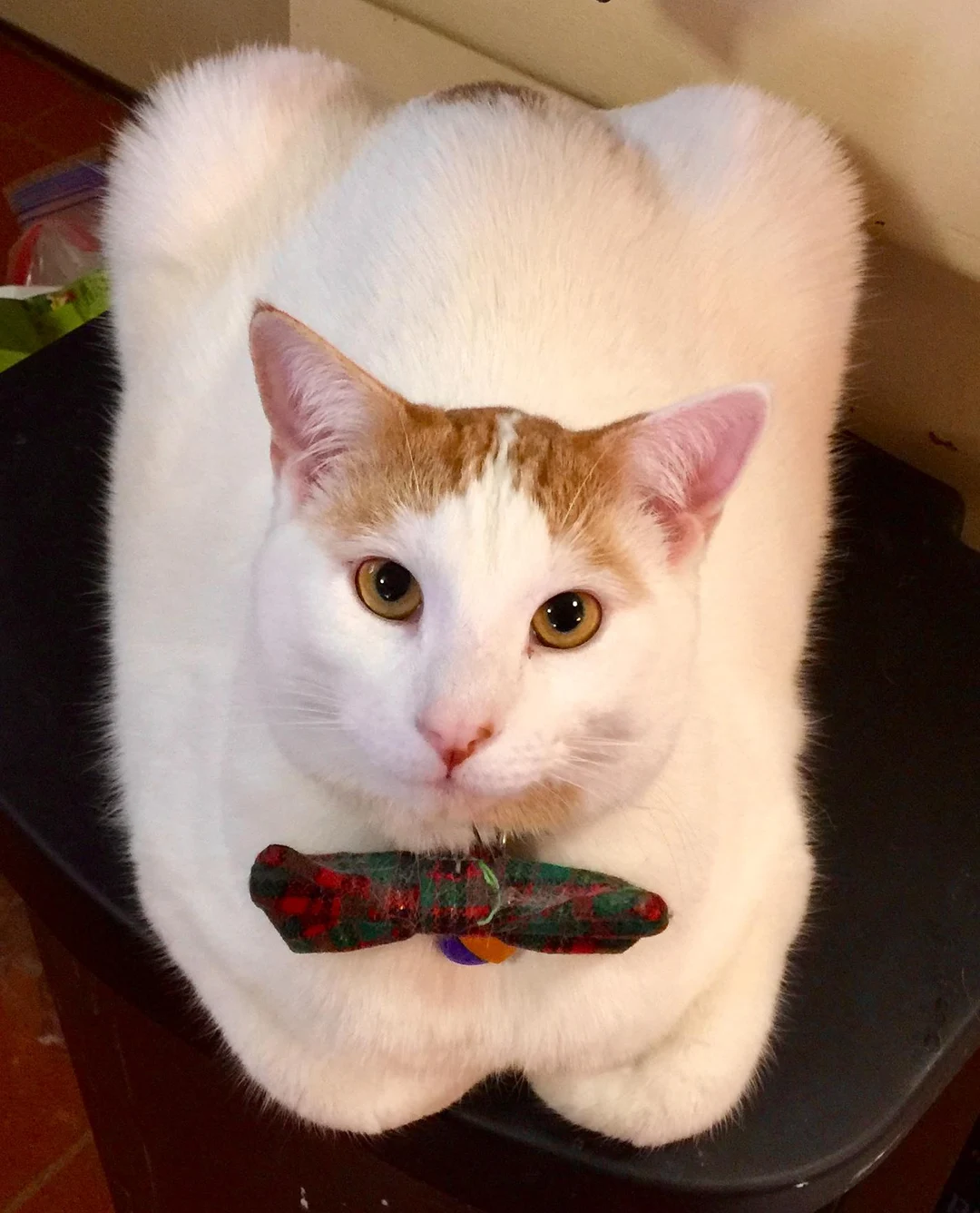 Dapper Loaf. | Scrolller