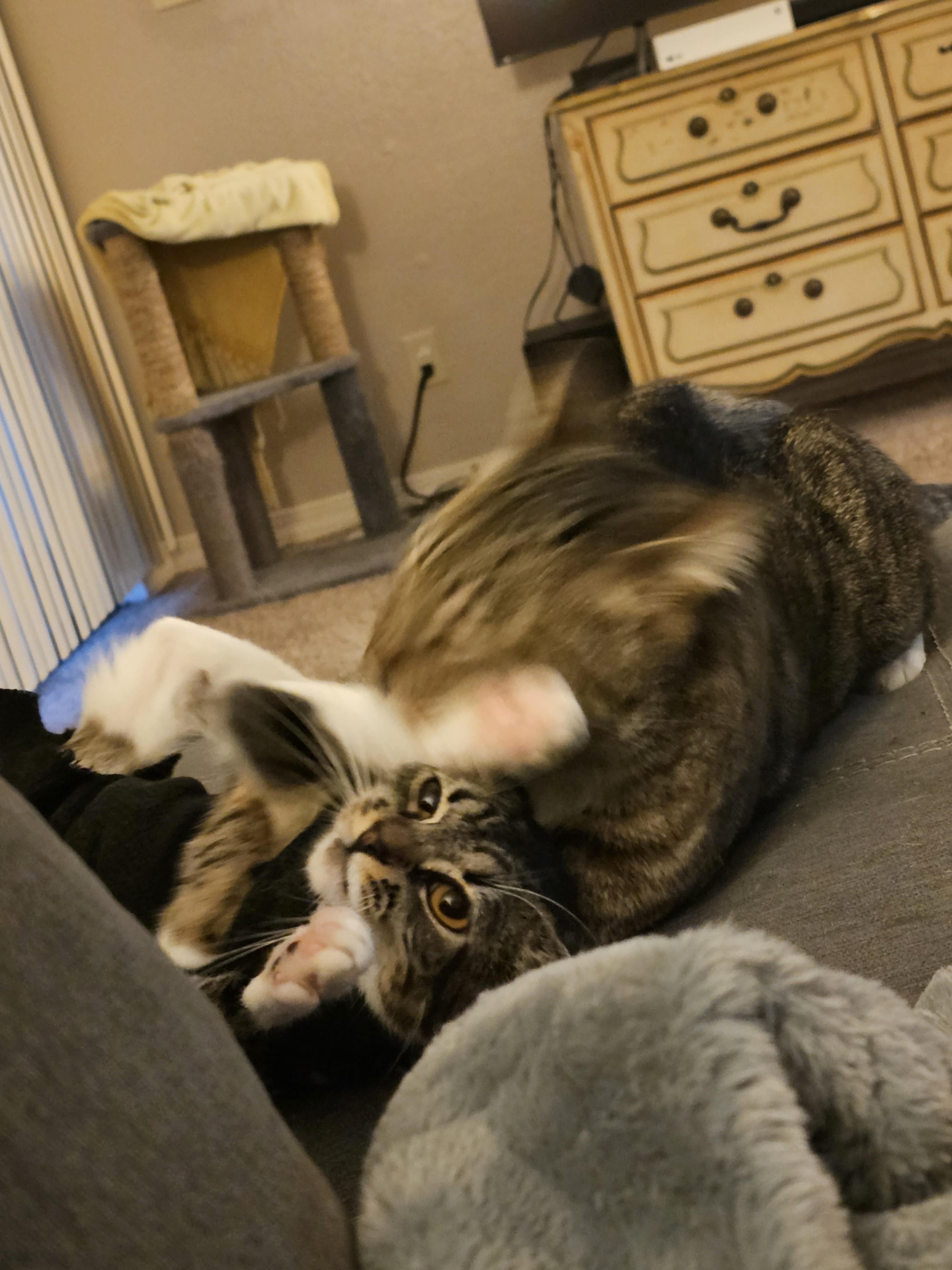 Blurry picture of cats | Scrolller