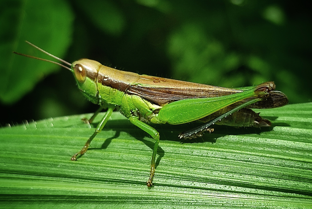 Grasshopper | Scrolller