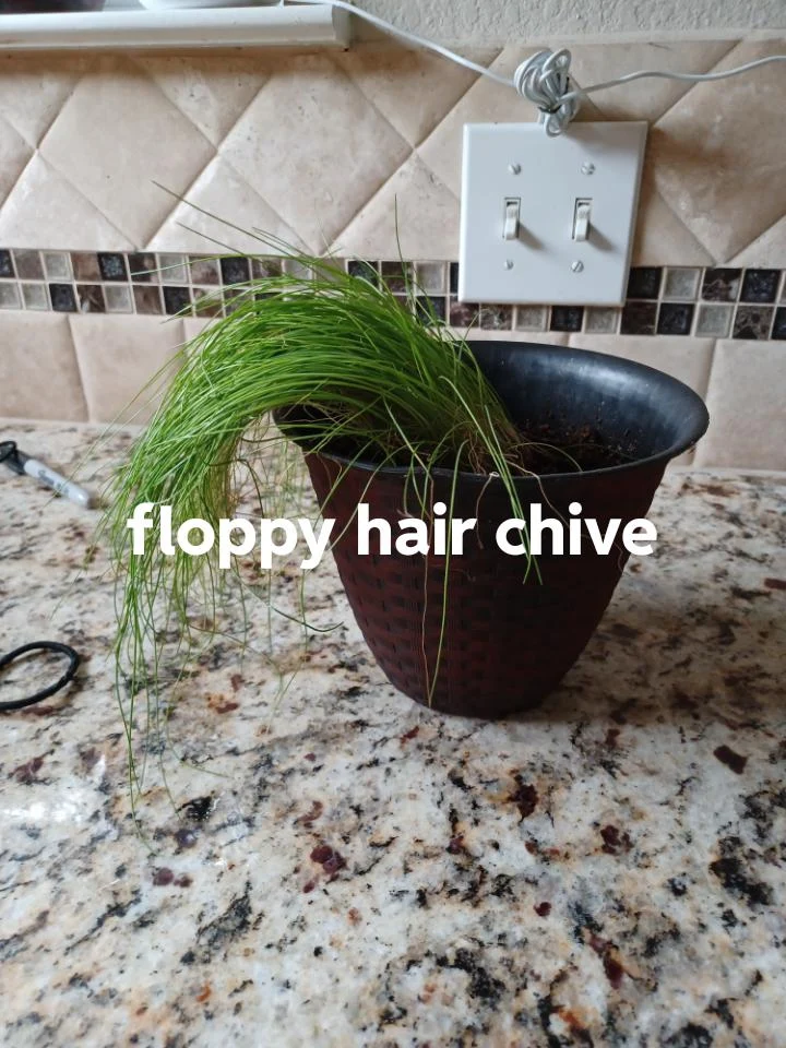 Floppy hair chive | Scrolller
