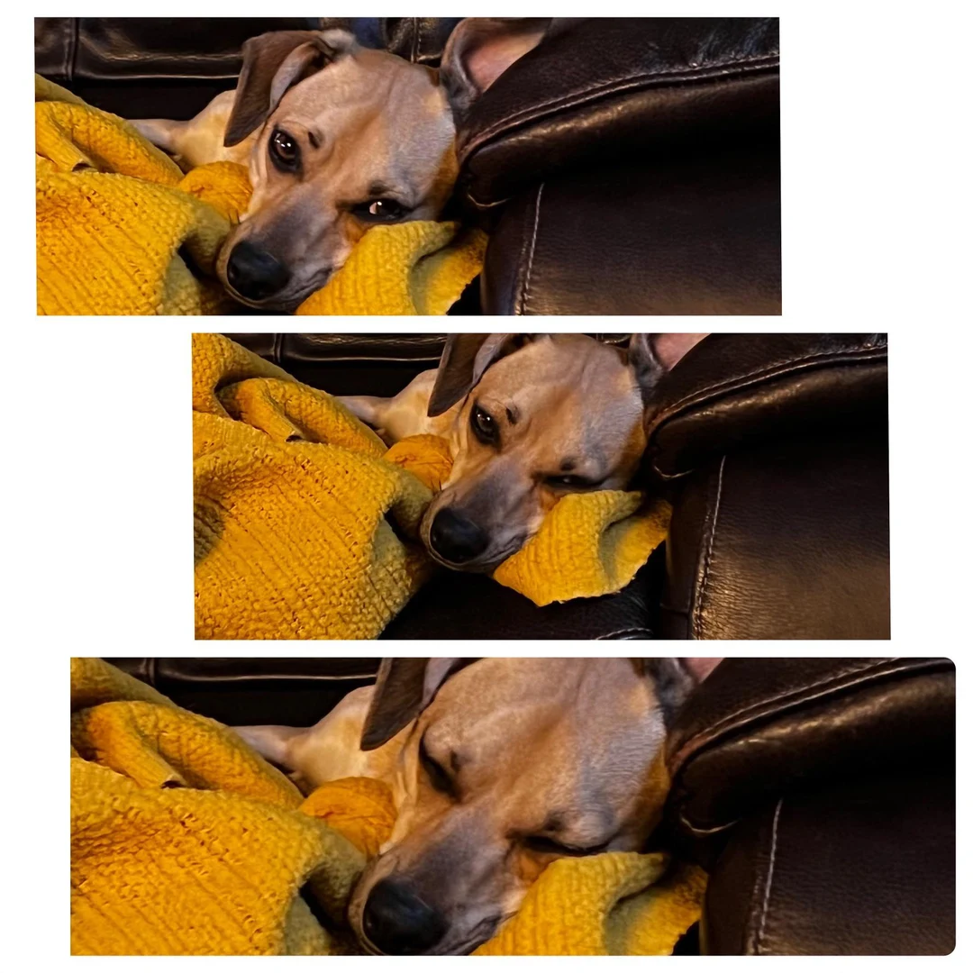 Our girl Meadow falling asleep, exhausted after playing with our foster pup | Scrolller