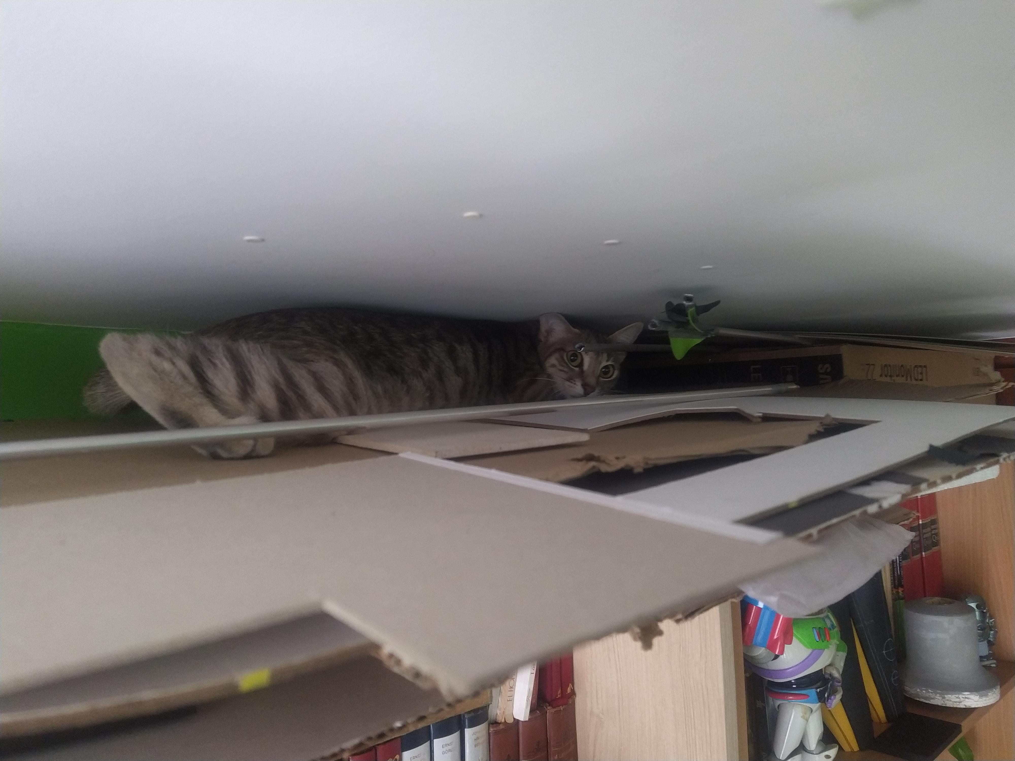 Ori caught sneaking at the top of the bookshelf | Scrolller