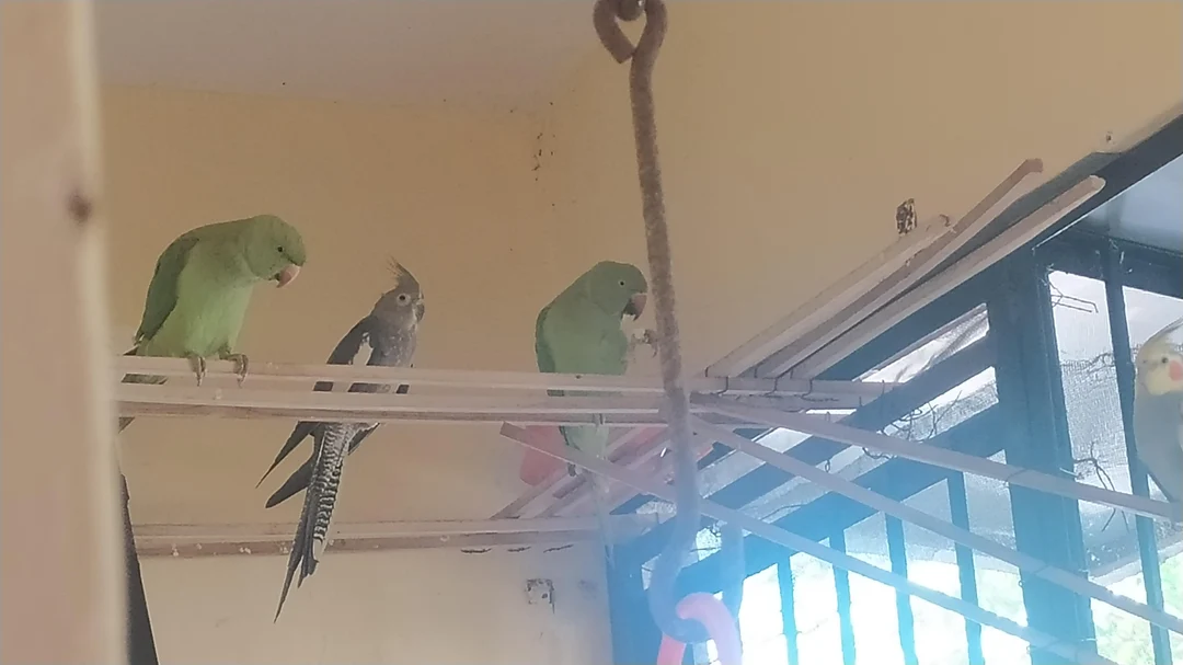 She's in the parrot flock now. | Scrolller