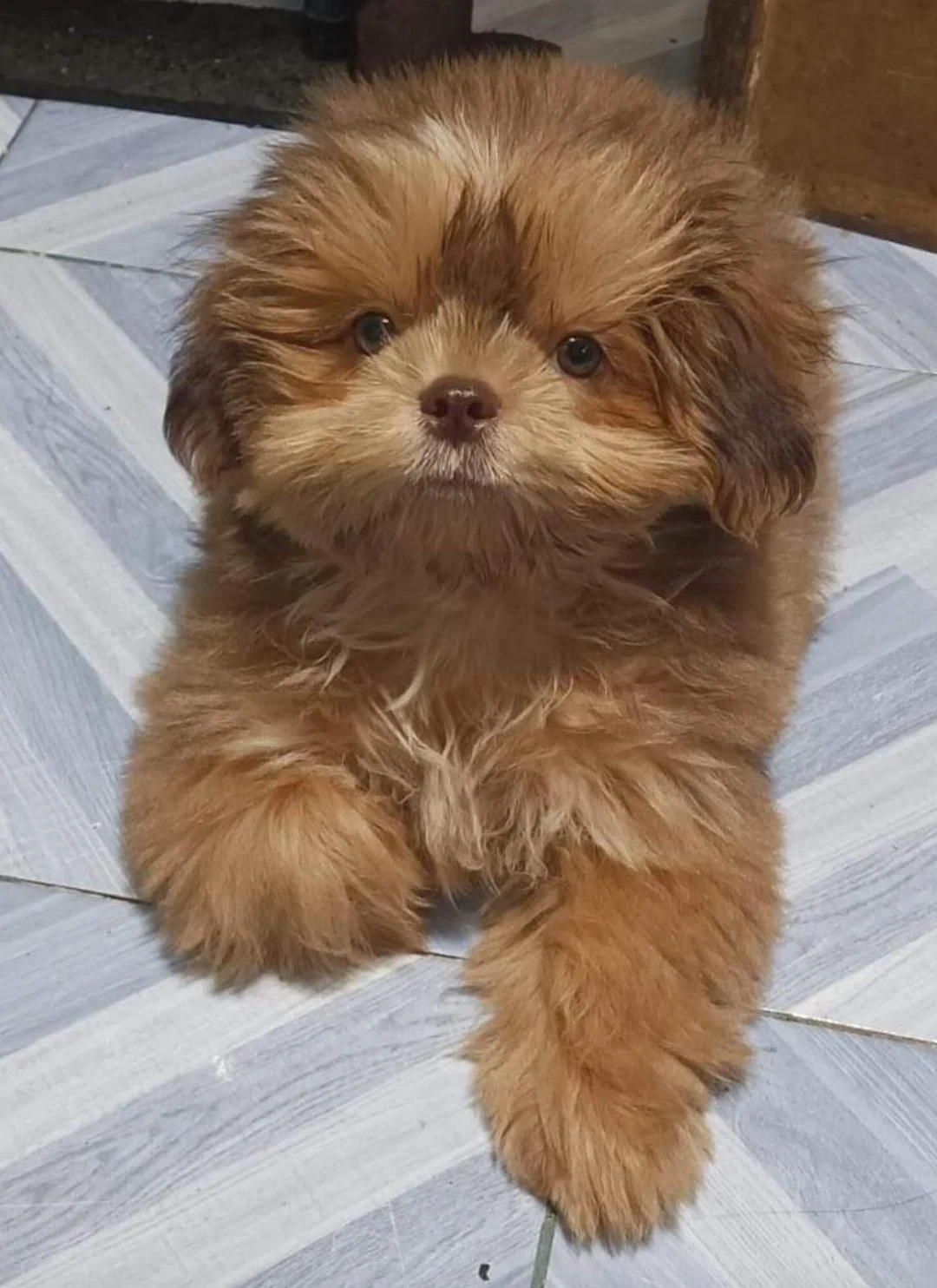 Hi I'm Choco! | Scrolller