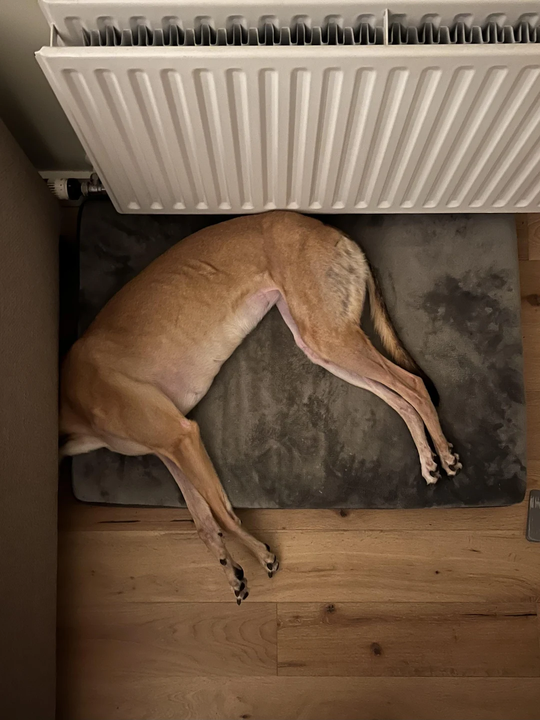 The rare headless house horse | Scrolller