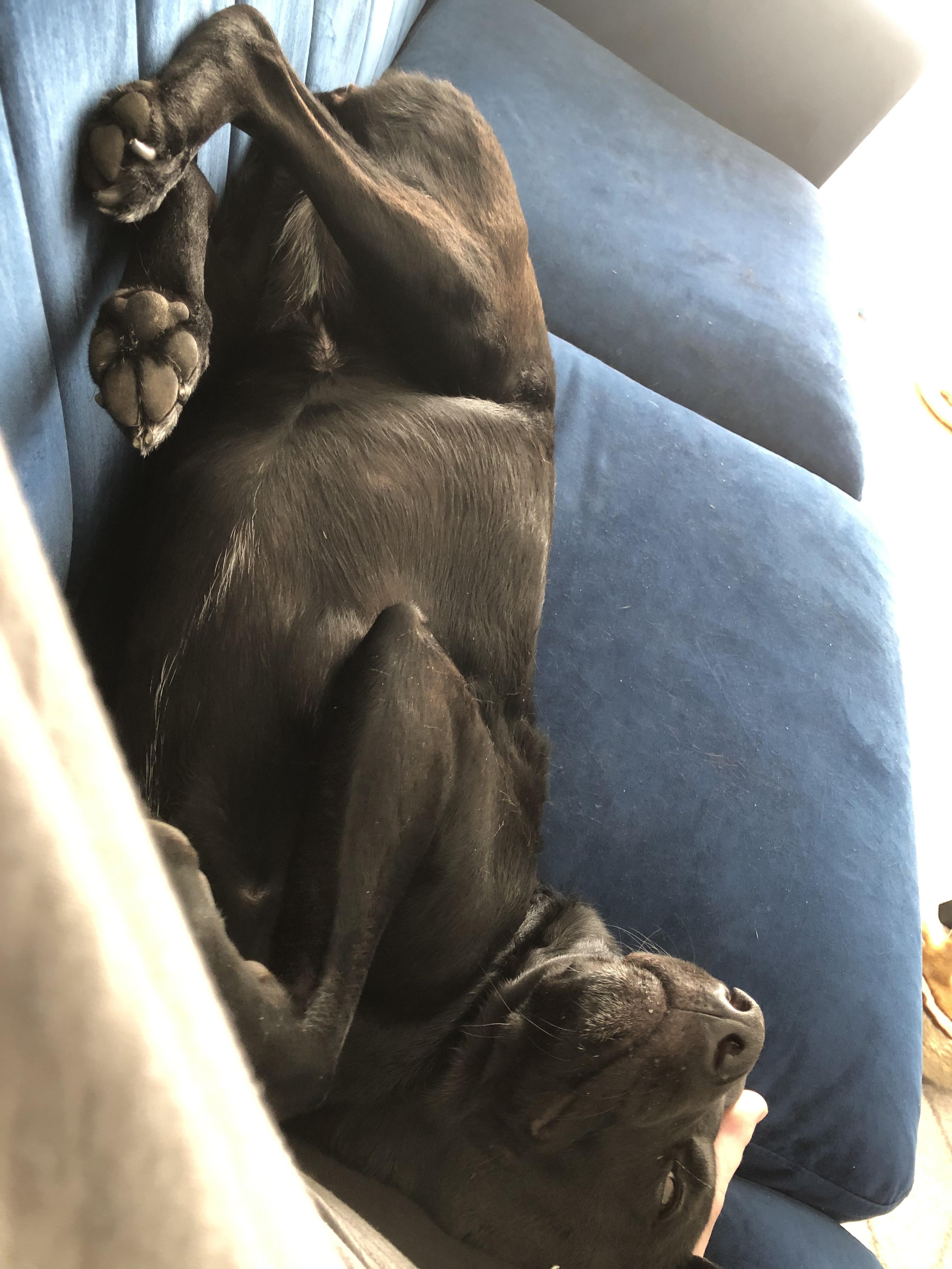 Discover more like WhatsWrongWithYourDog: What’s gravity? and Related Content | Scrolller