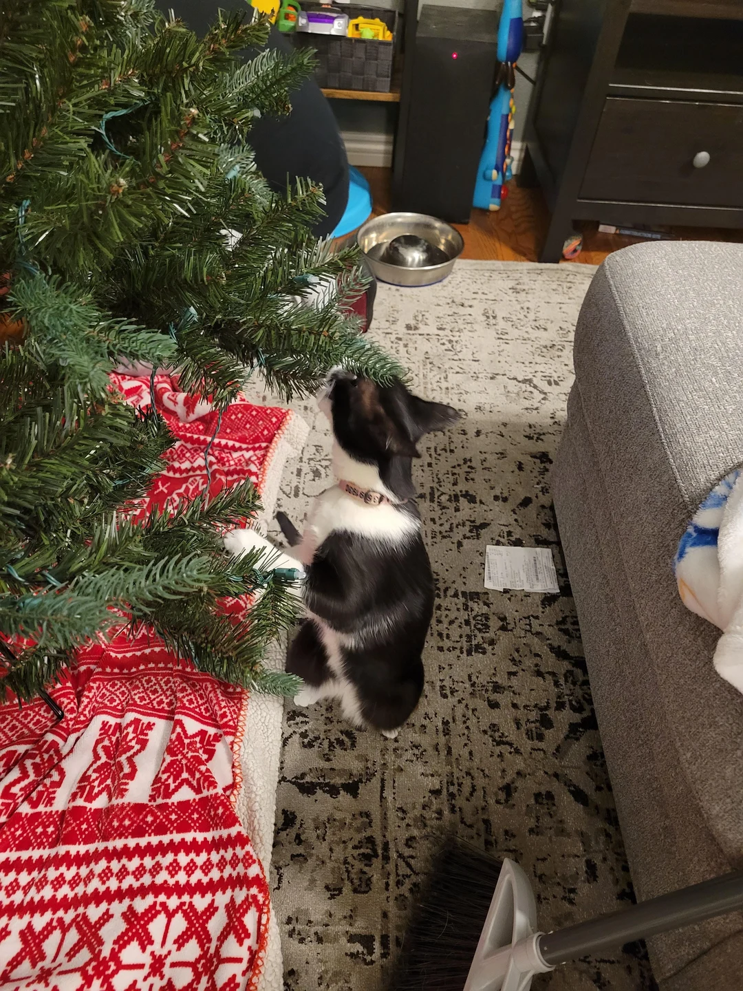 And it begins. | Scrolller