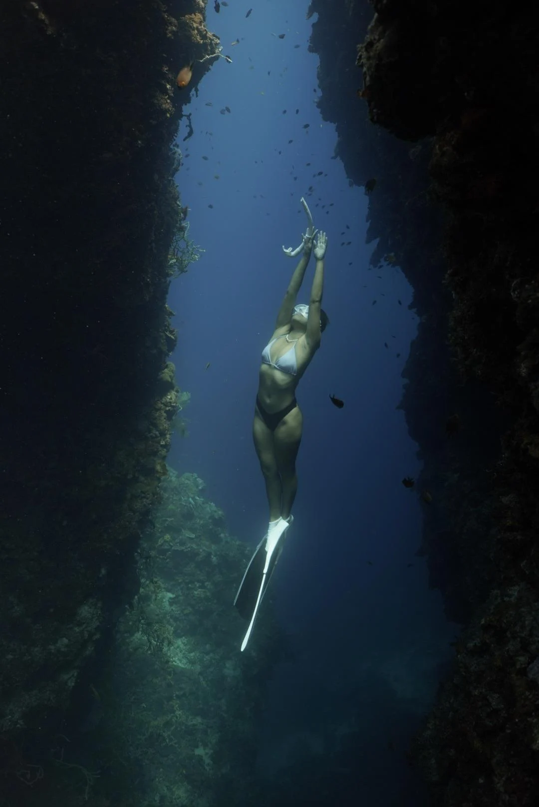 Surrender | Scrolller