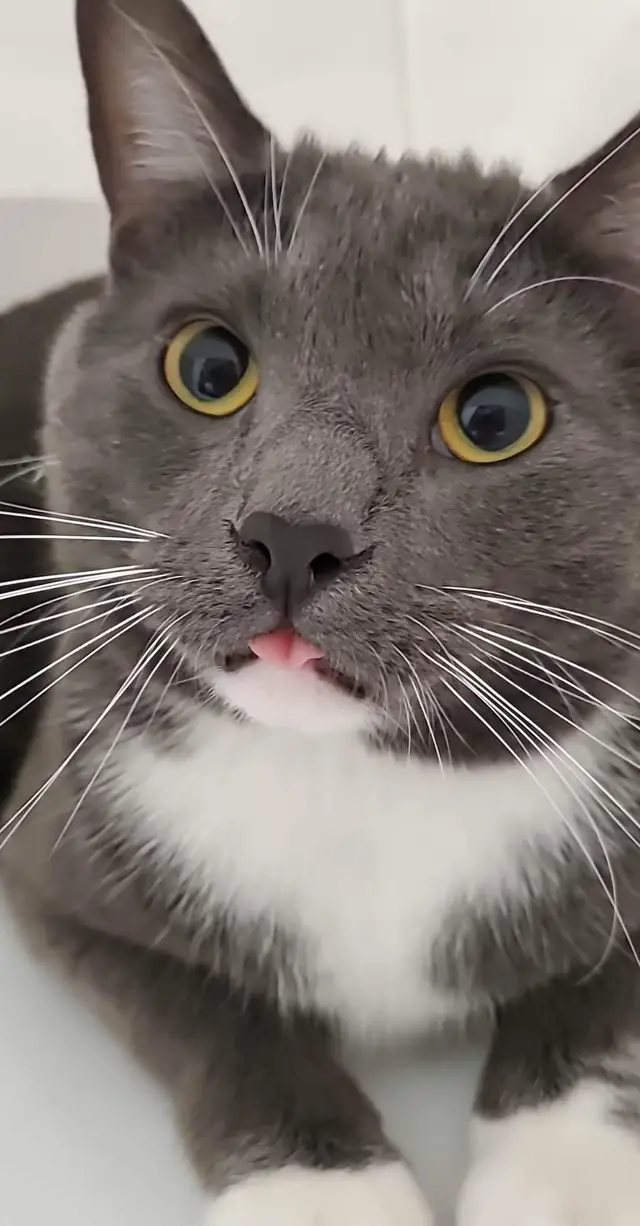 Kaiju goes blep | Scrolller