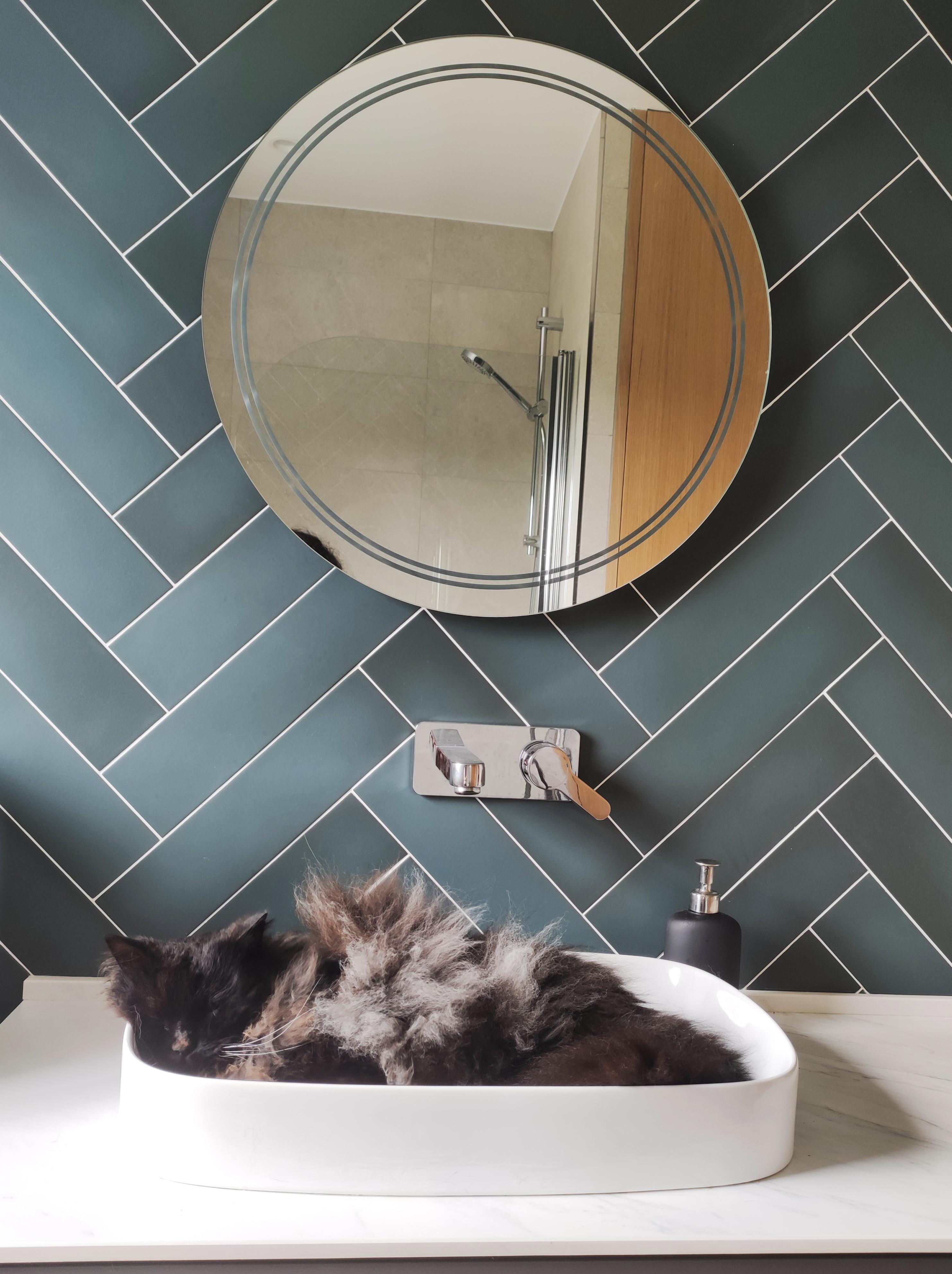 Void and his summer bed. | Scrolller