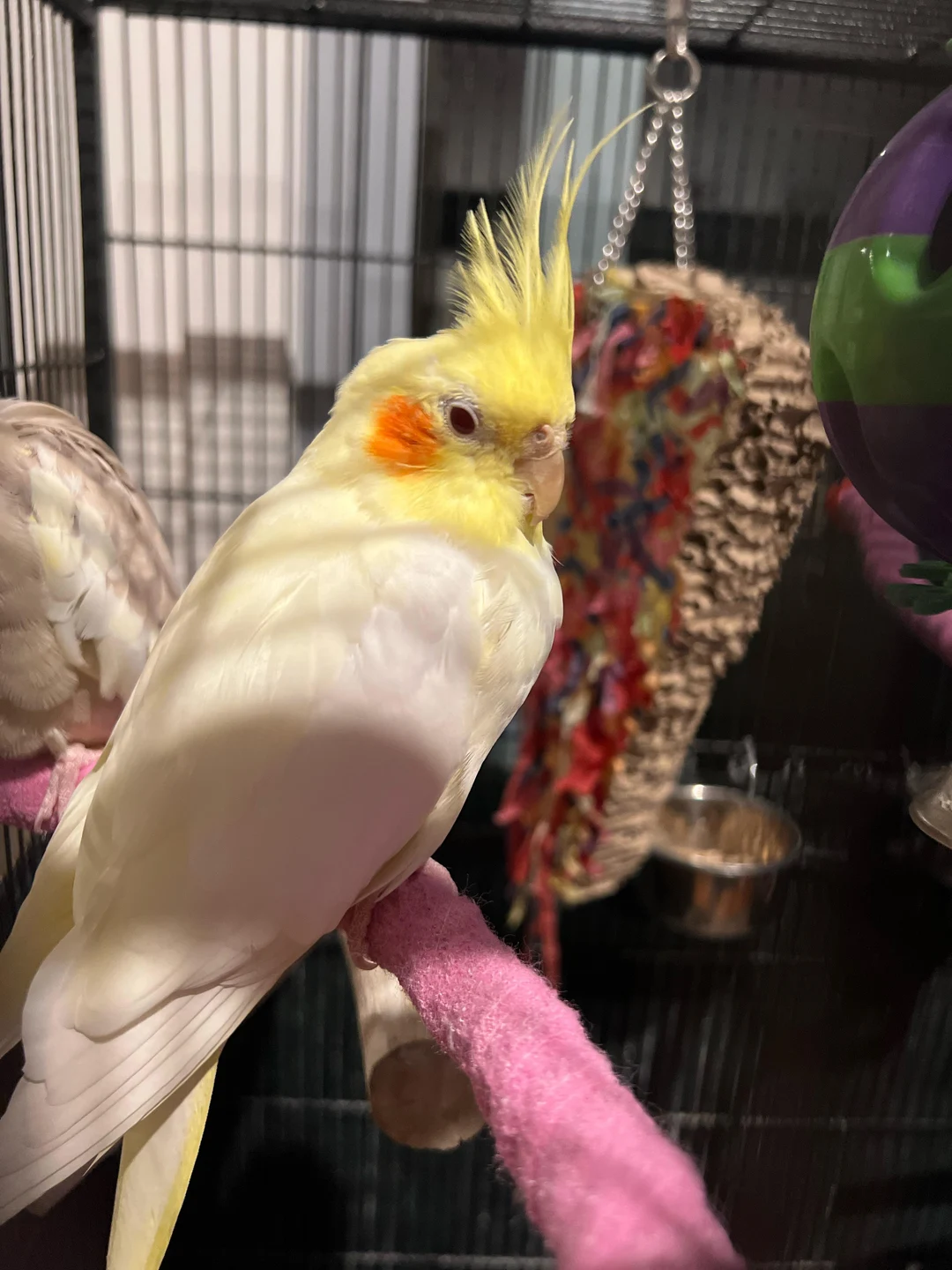Toys for birds to scratch their own head? | Scrolller
