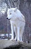White Wolf | Scrolller