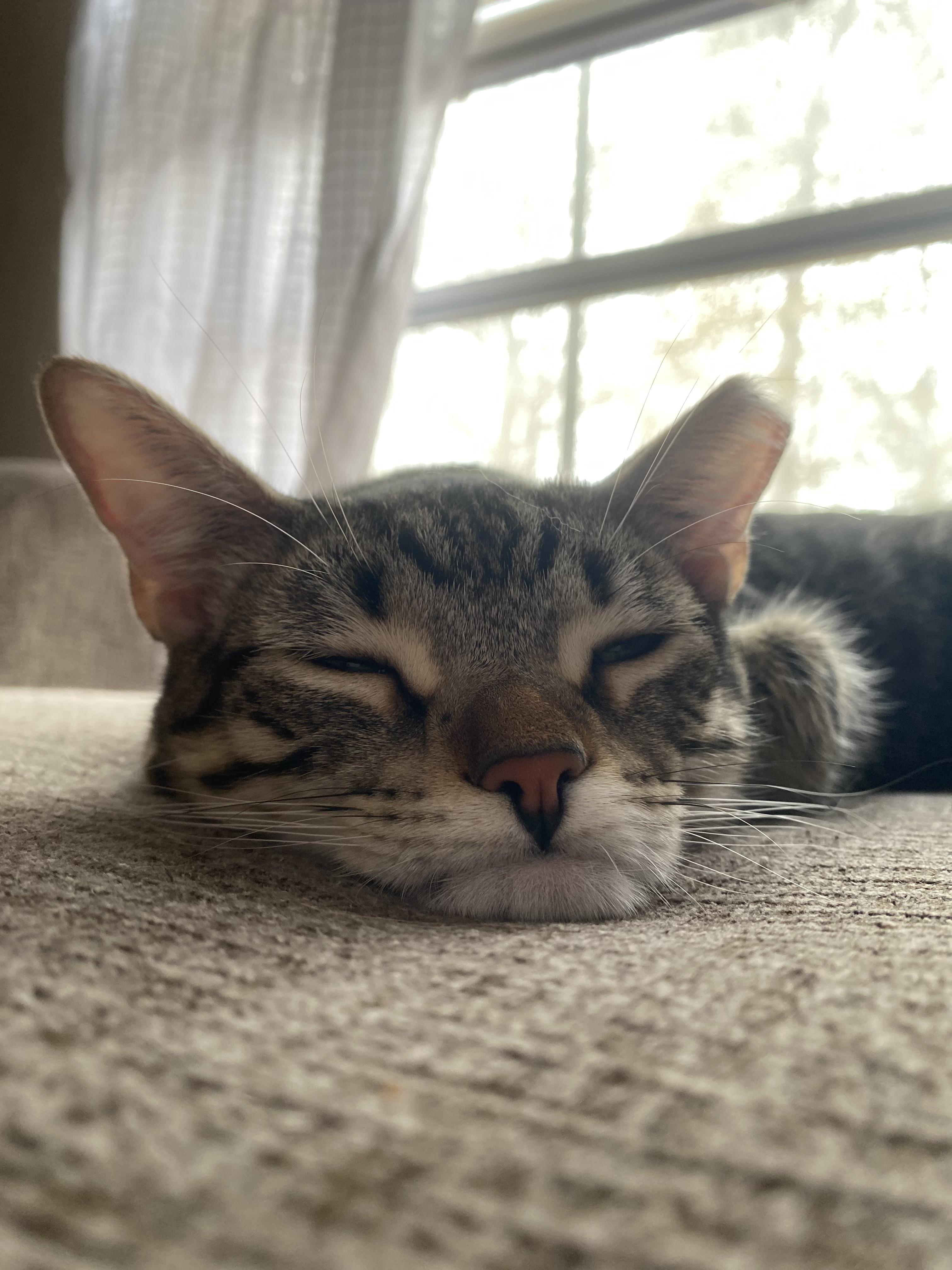 Morrissey is so dramatic when he naps. | Scrolller