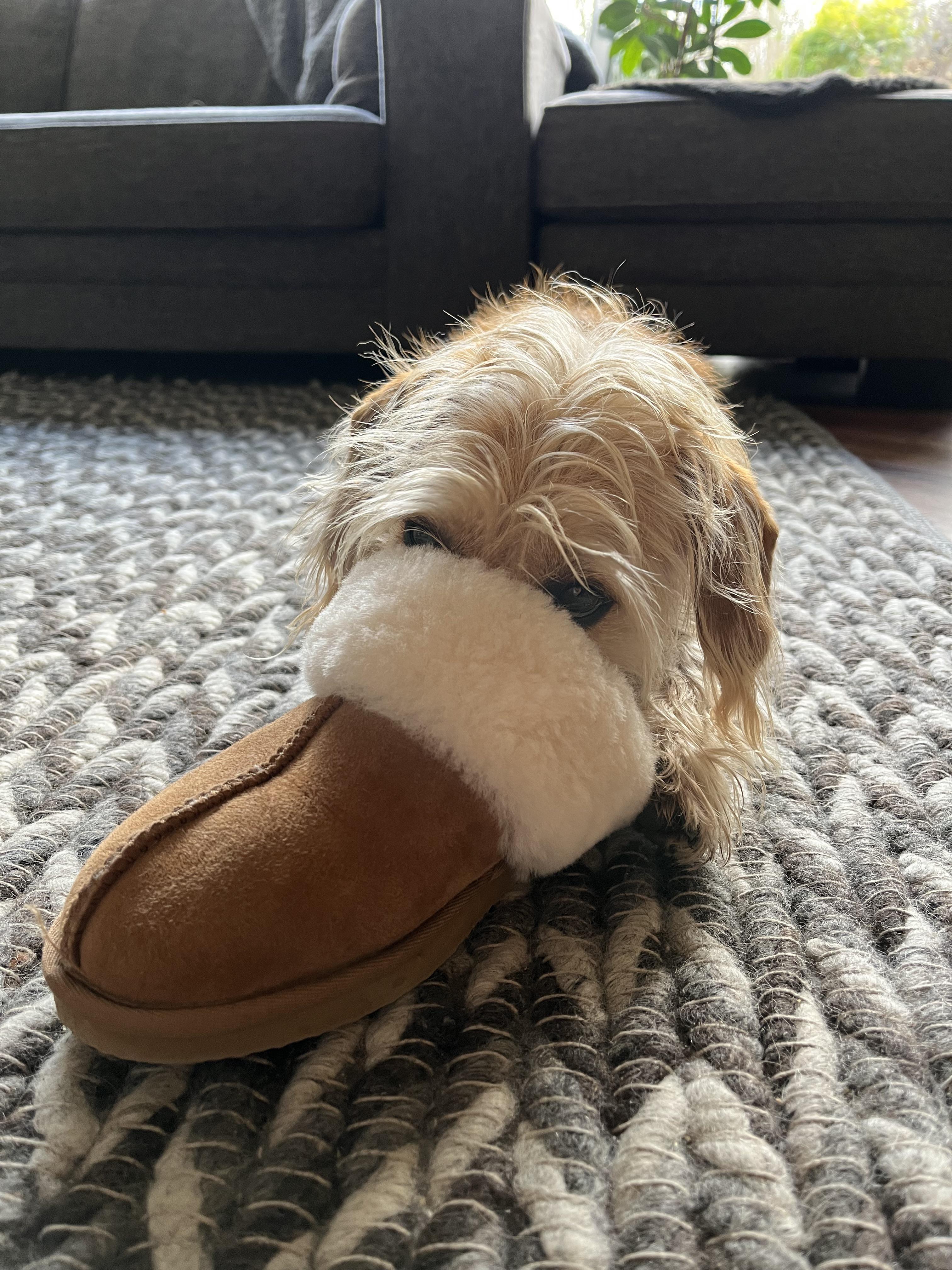 Smells like hooman in here | Scrolller