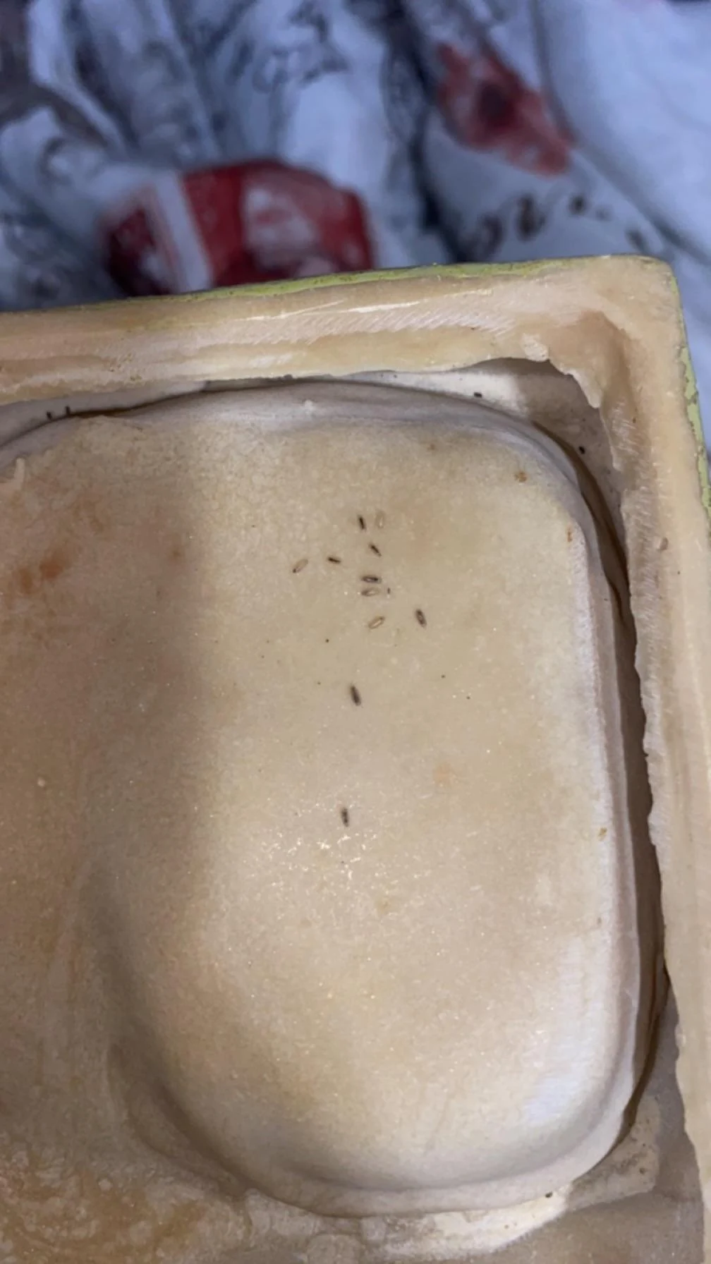 Are these my springtails or what are these bugs in my leopard geckos enclosure? | Scrolller