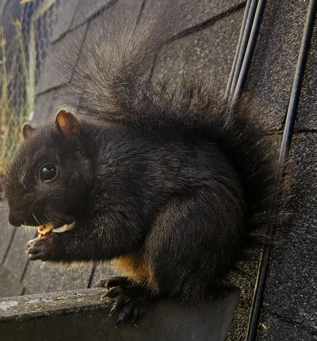 Finishing a walnut | Scrolller