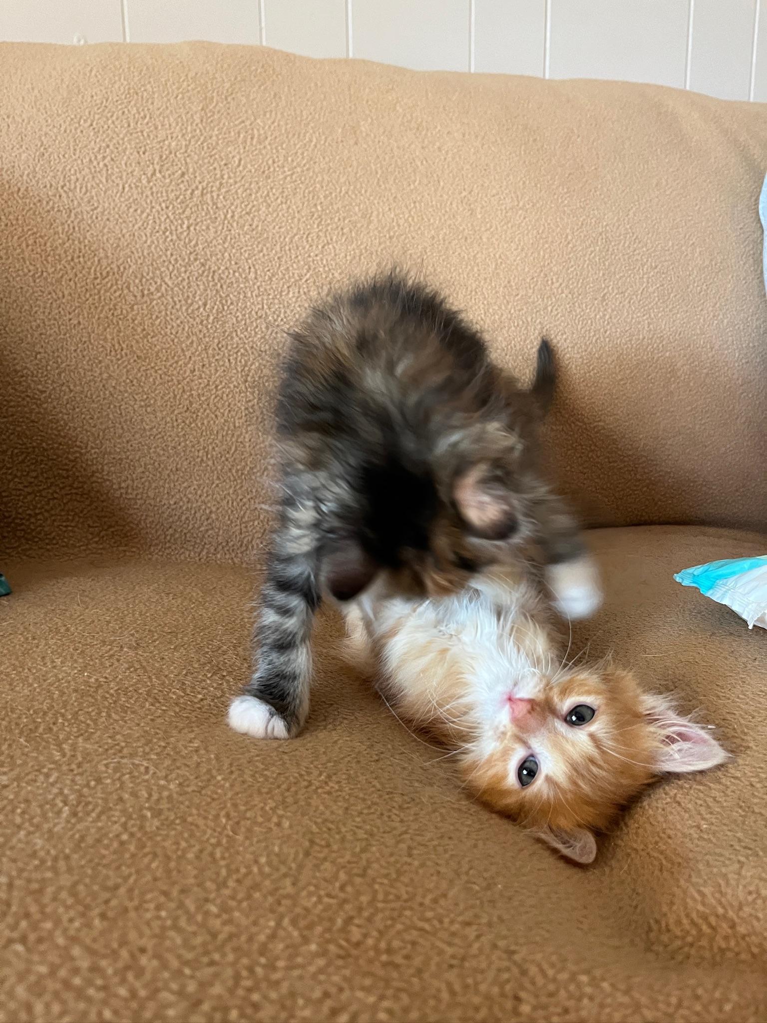 Cute little kittens | Scrolller