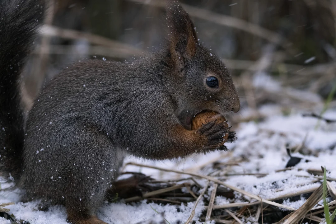 No nut is too big for the squirrel | Scrolller