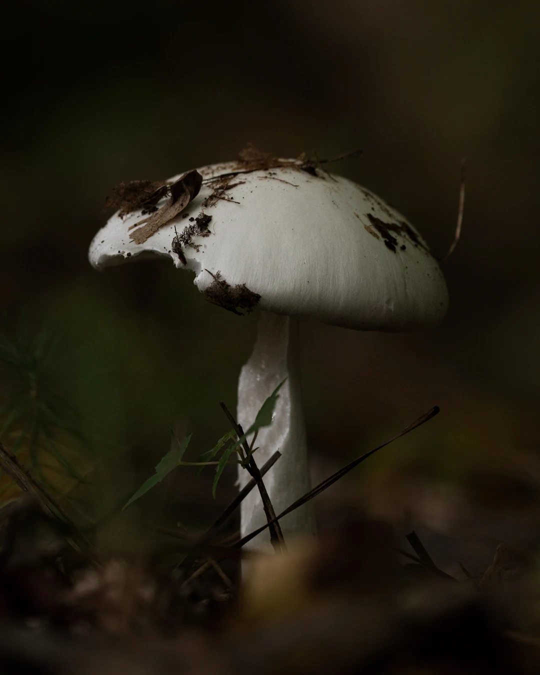 Pretty mushroom! | Scrolller