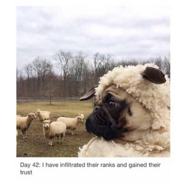 Discover more like Pug: Going undercover and Related Content | Scrolller
