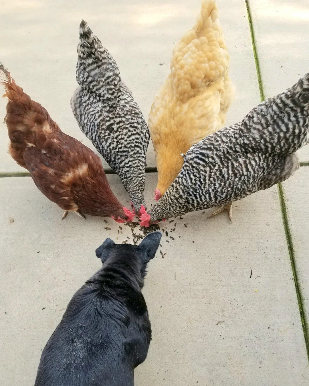 Sharing from another sub.. Wife took the shot of our five beautiful girls enjoying worm snack ...