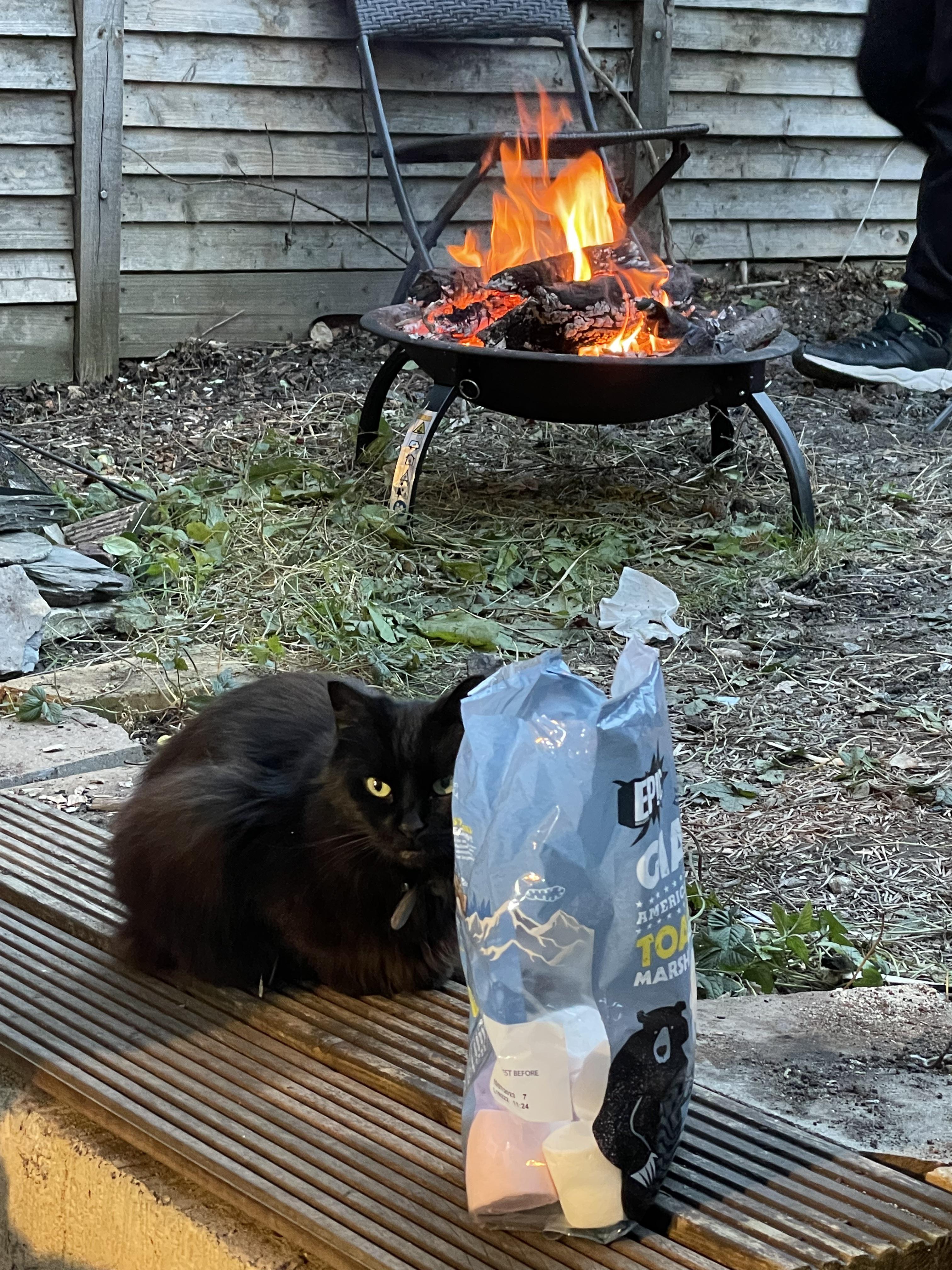 Fluffy is guarding the marshmallows while we enjoy the fire pit | Scrolller