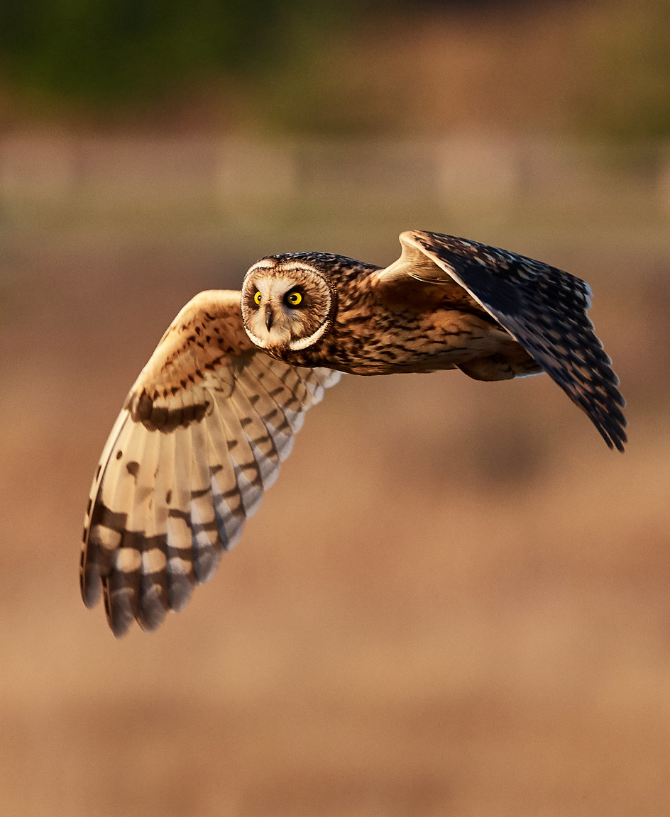 Short-eared Owl‏ | Scrolller