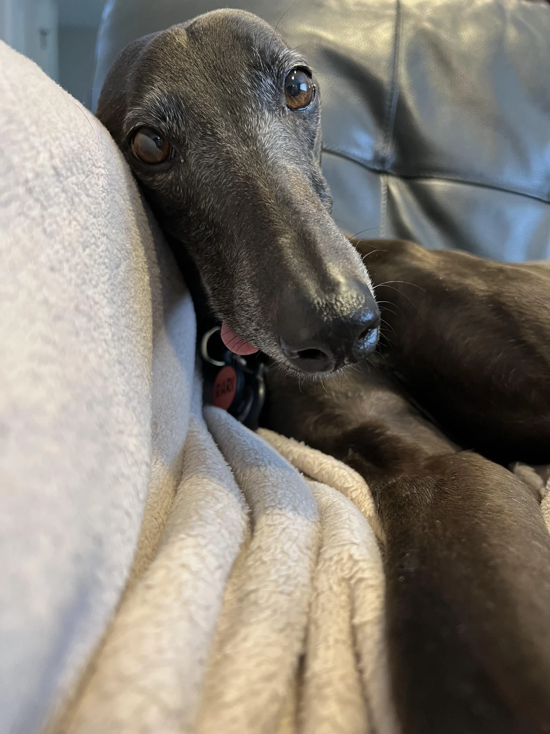 Discover more like Greyhounds: blep and Related Content | Scrolller