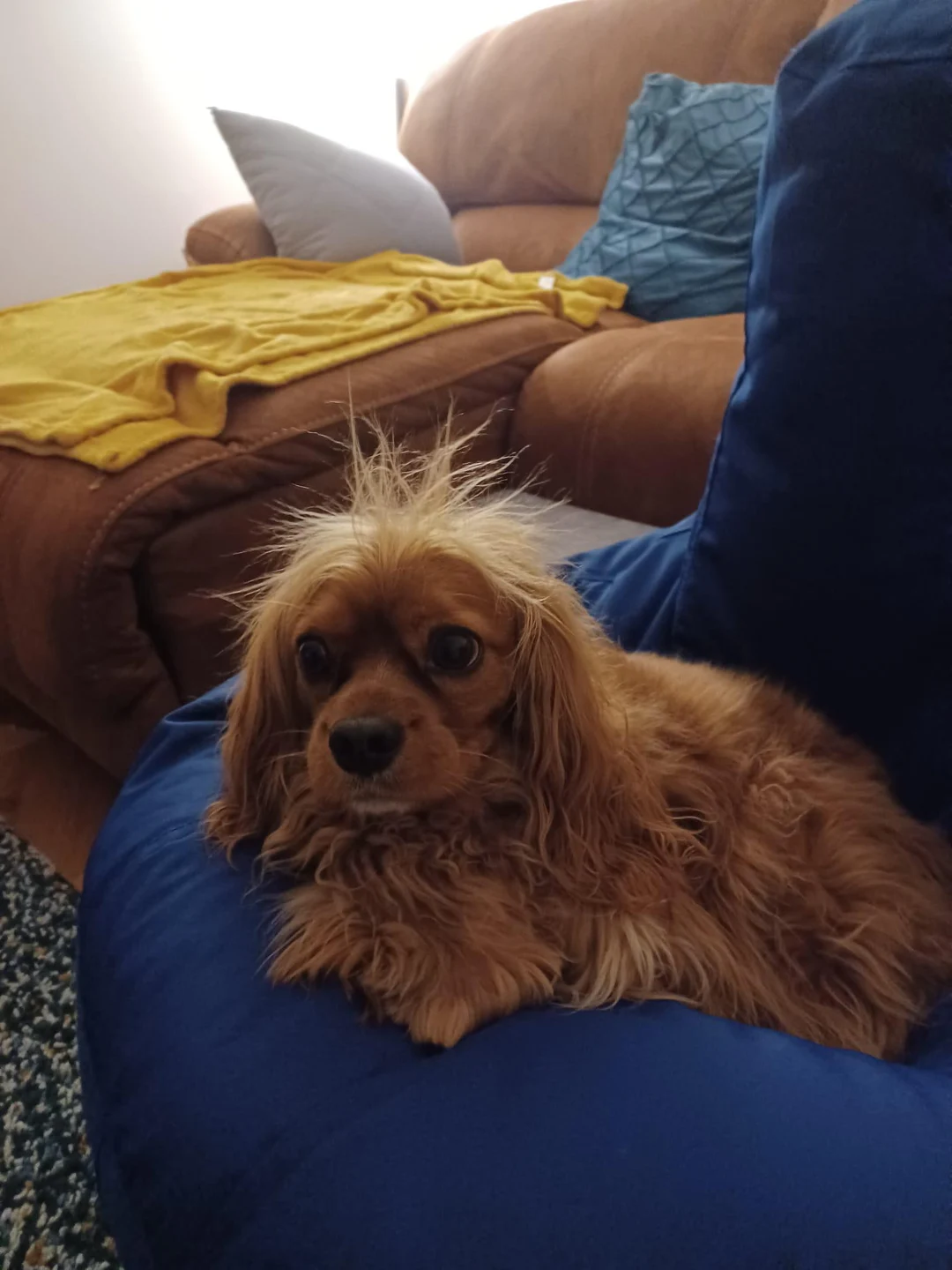 Breaking in new bean bag | Scrolller