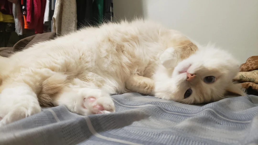 Frankie's floofy belly. | Scrolller