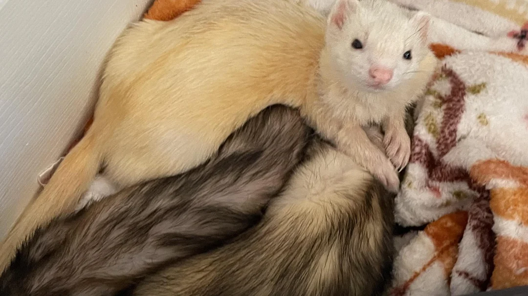 Loki has had it with his brothers picking on him… maybe if he lays on their heads long enough ...