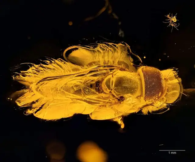 Hoverfly in Baltic amber. | Scrolller