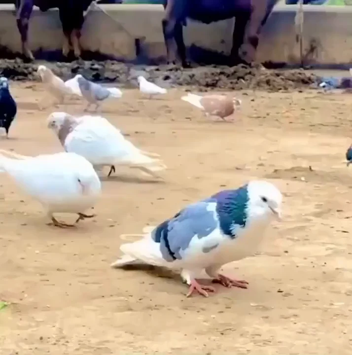 Pigeon acrobat | Scrolller