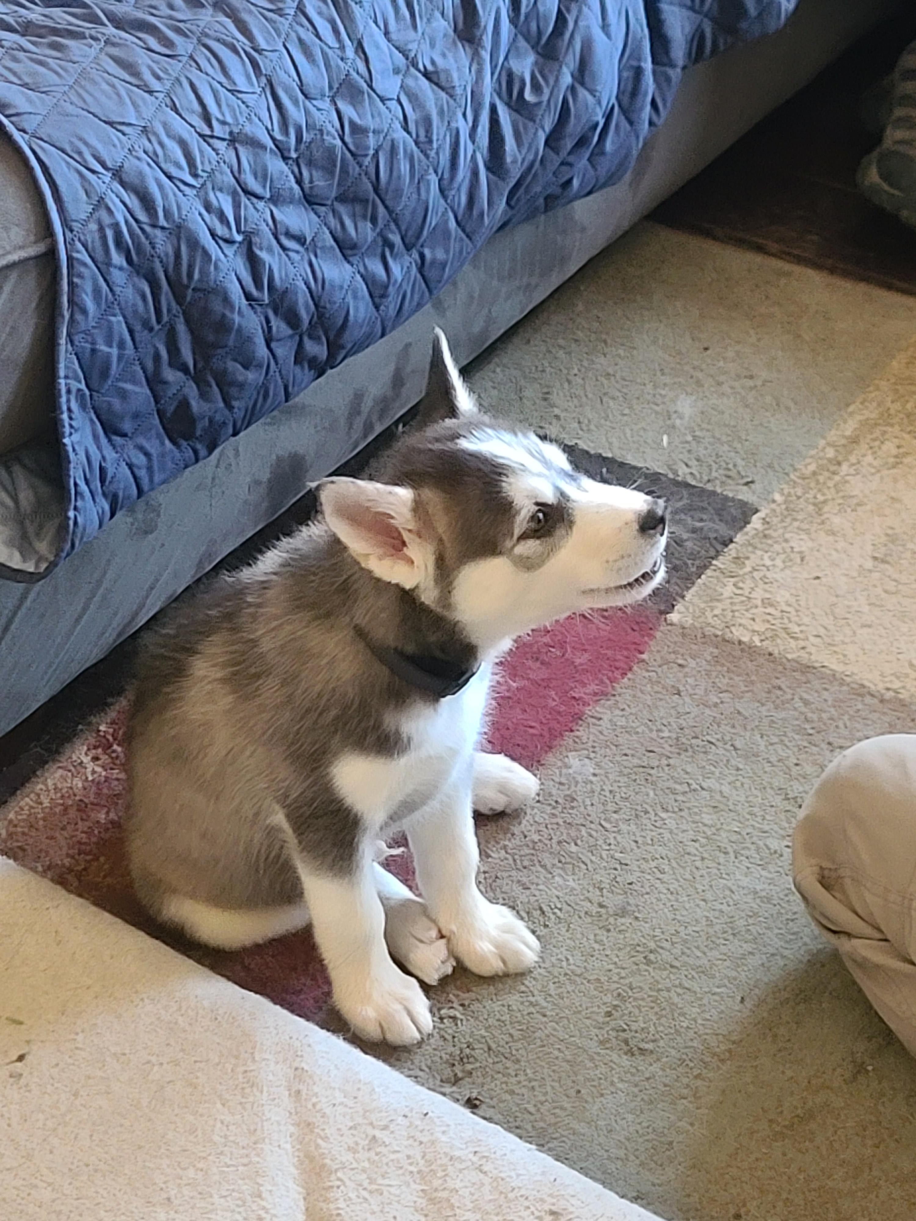 Meet Asher | Scrolller