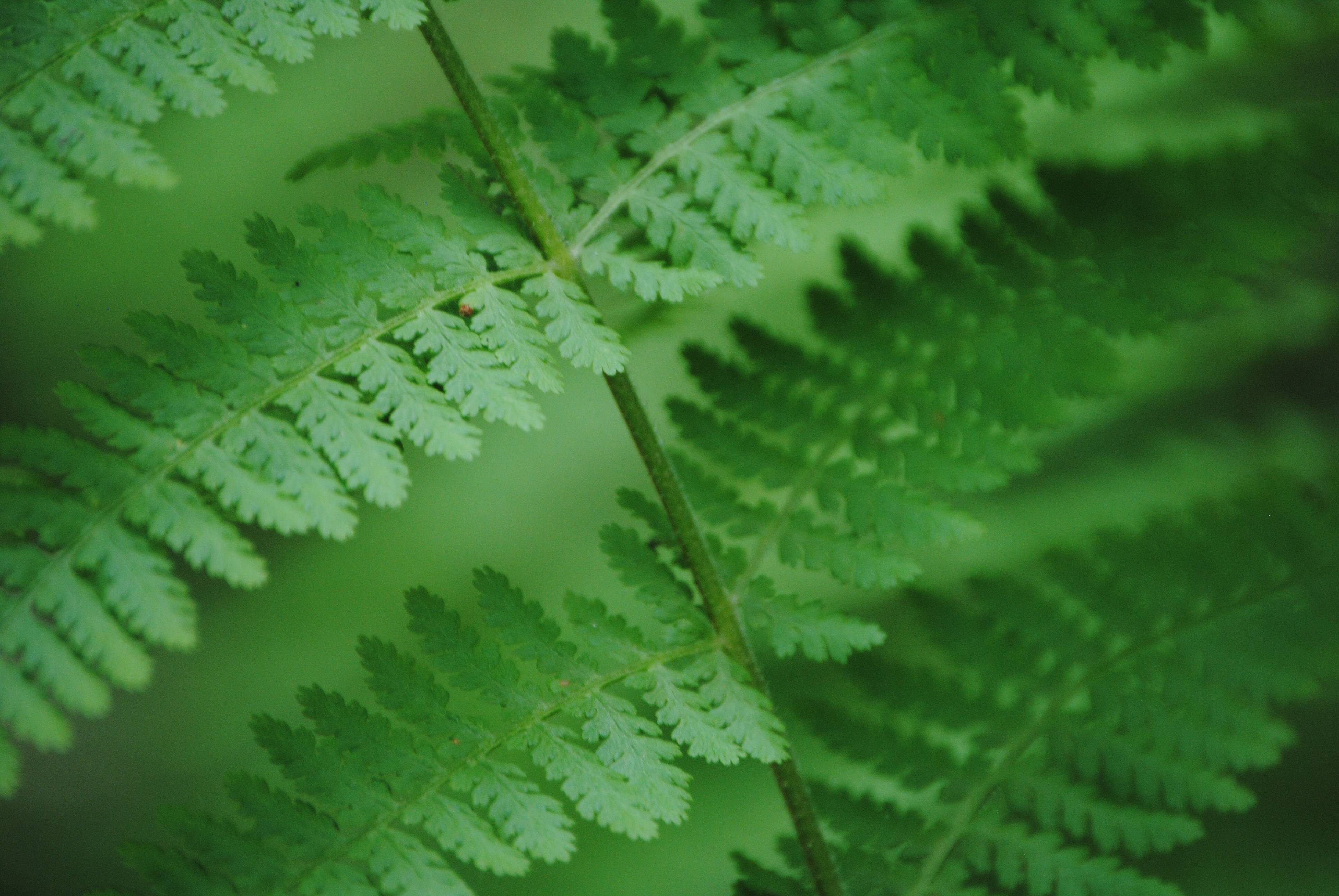 Fern | Scrolller