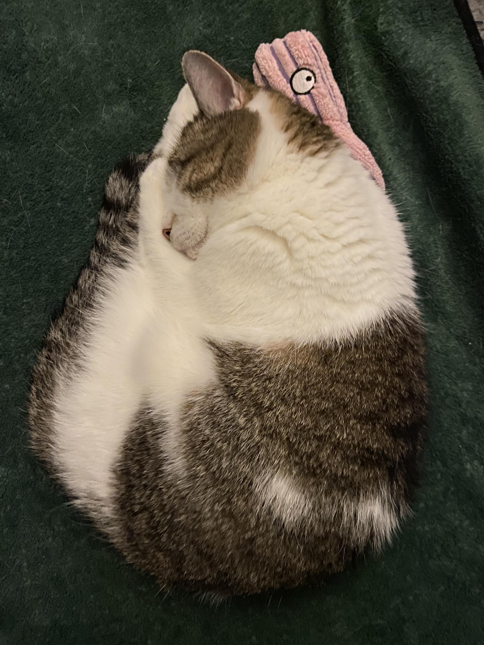 Sammy in full shrimp mode | Scrolller